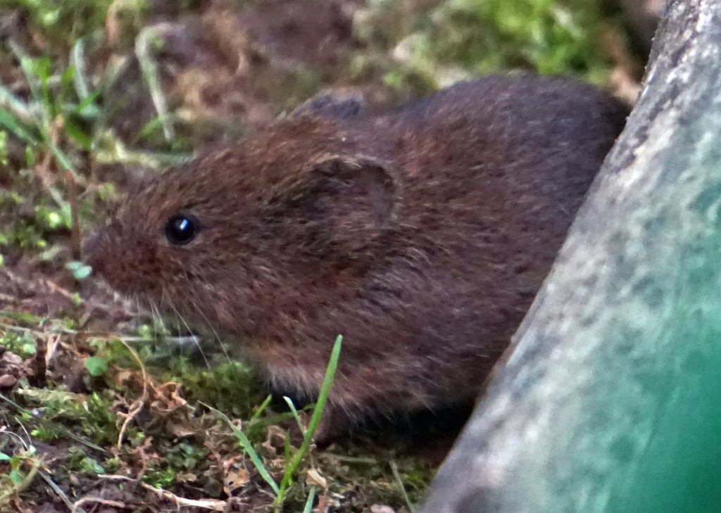 Northern Red-backed Vole (Clethrionomys rutilus) - Know Your Mammals
