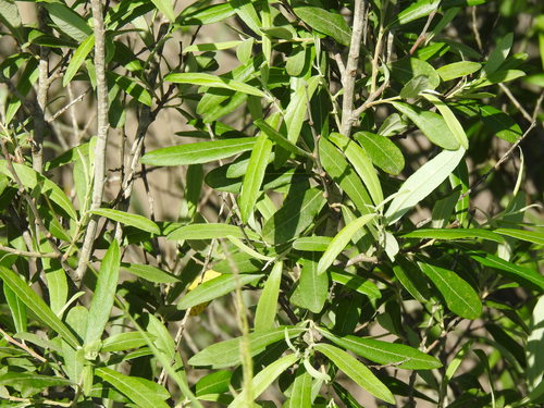 Subspecies Salix salviifolia australis · iNaturalist