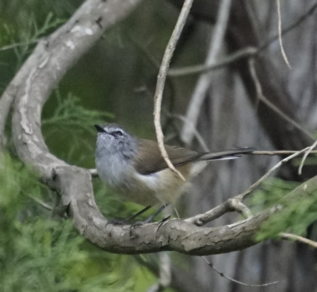 Brown Gerygone from Sydney NSW, Australia on April 14, 2021 at 04:31 PM ...