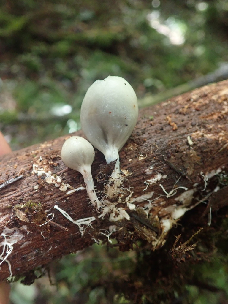 Psilocybe weraroa from Taupo District, New Zealand on April 25, 2021 at ...