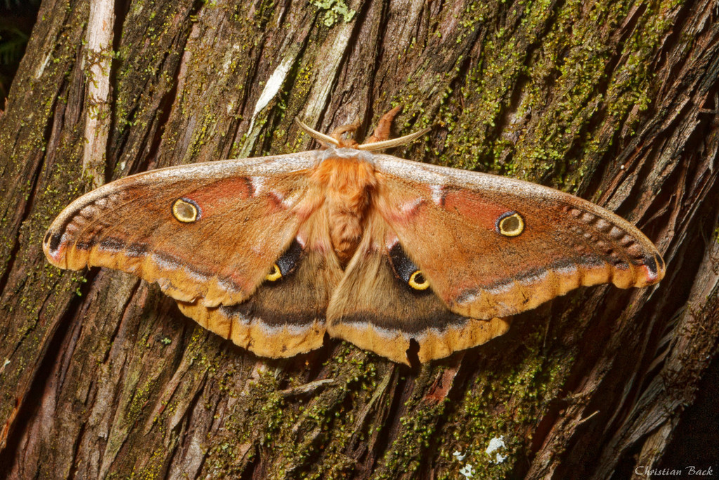 Polyphemus Moth from Mauricie, QC, Canada on July 02, 2009 at 07:07 AM ...