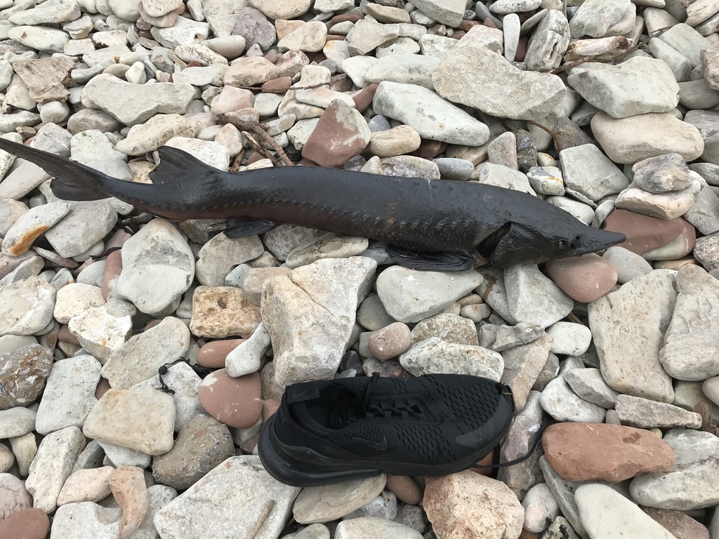 European Sea Sturgeon (Acipenser sturio) - Marine Life Identification