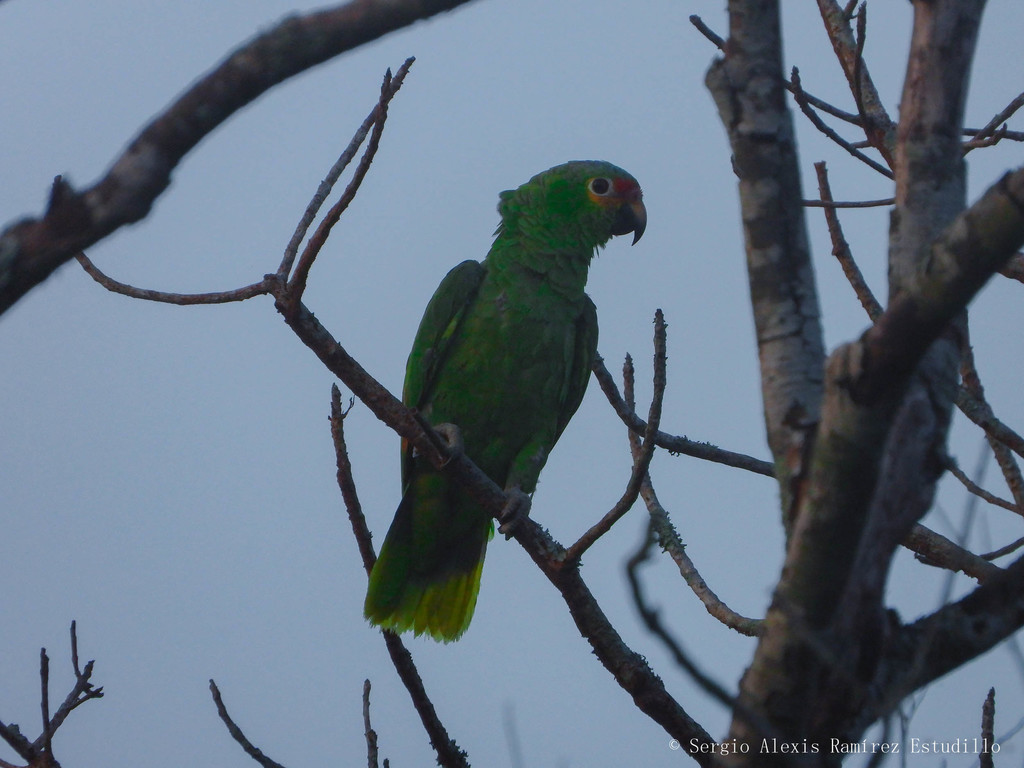 Red-lored Parrot in June 2020 by Sergio Alexis Ramírez Estudillo ...