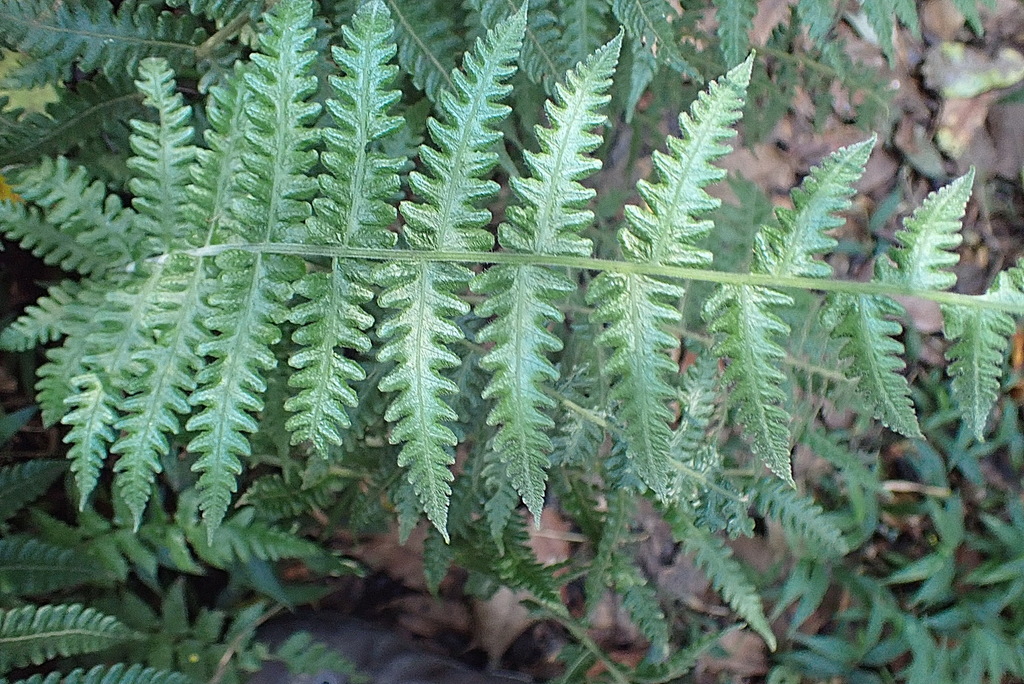 Bergius's Wood Fern from Spitskop. Diepwalle, Prince Alfred Pass ...