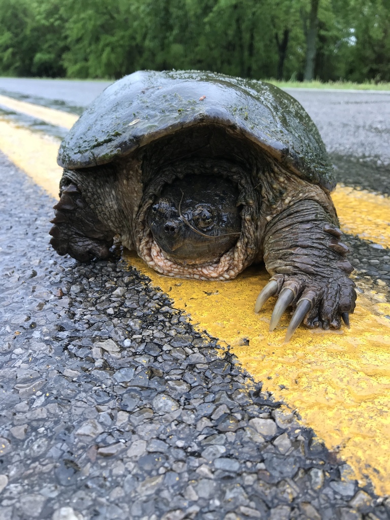 Common Snapping Turtle from SH-80, Fort Gibson, OK, US on April 28 ...