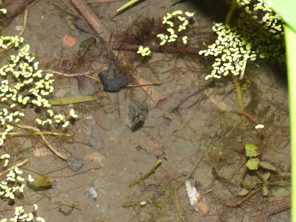 Enithares sinica from 台灣花蓮縣 on April 27, 2021 at 07:44 PM by abujudy ...