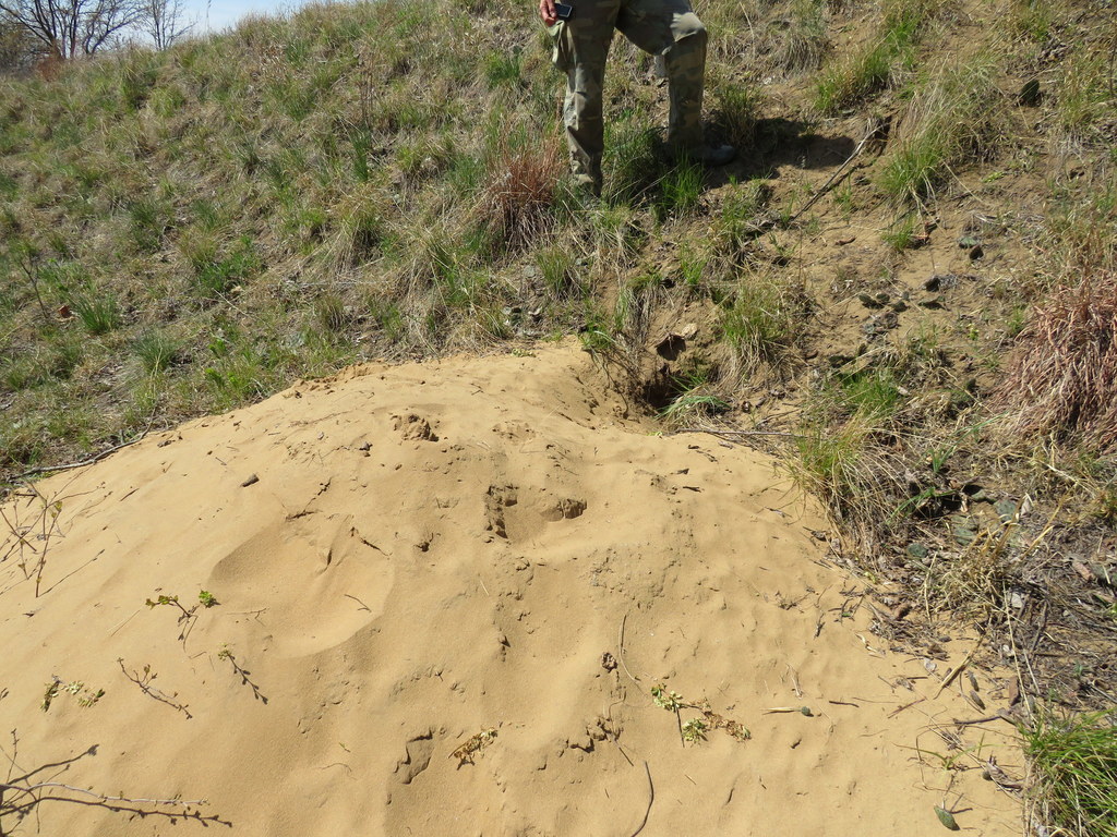 American Badger from Mason County, IL, USA on April 26, 2021 at 10:36 ...