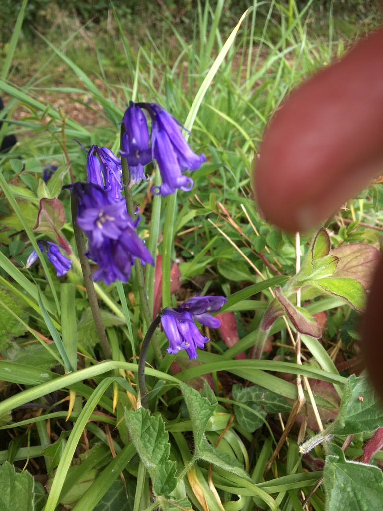 Bluebells from East Devon AONB, Sidmouth, England, GB on April 28, 2021 ...