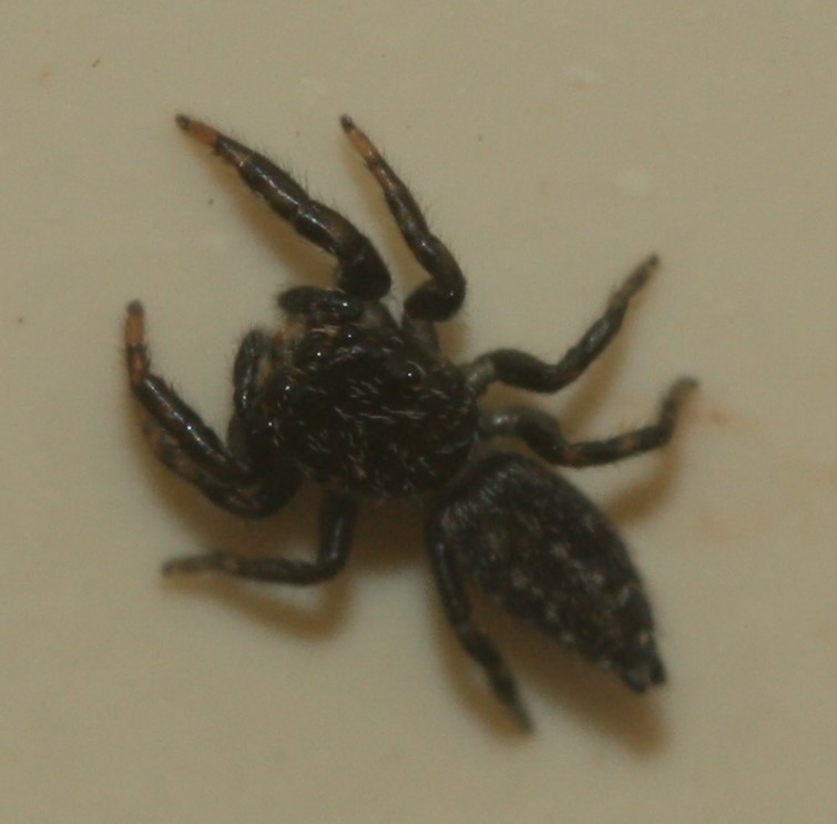 Jumping Spiders from Geelong VIC, Australia on April 05, 2021 at 01:00 ...