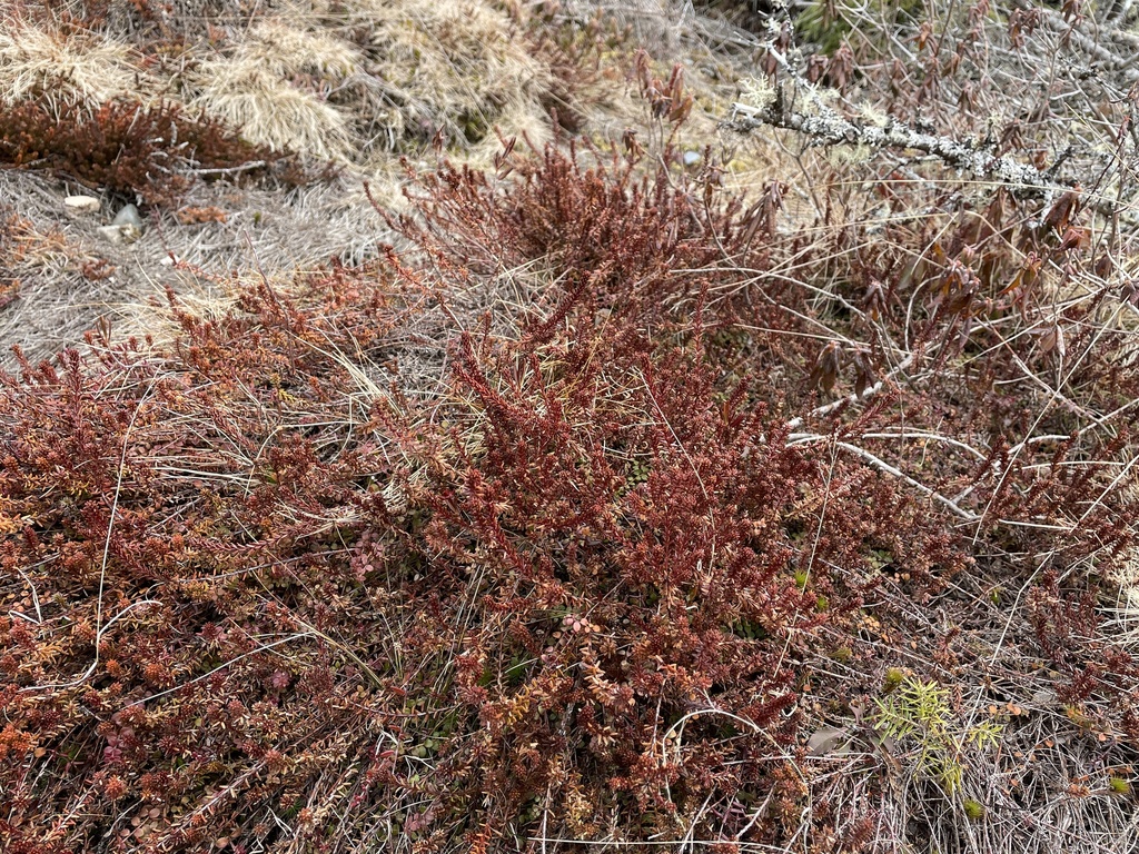 black crowberry from Sherbrooke, NS, CA on March 25, 2021 at 01:26 PM ...