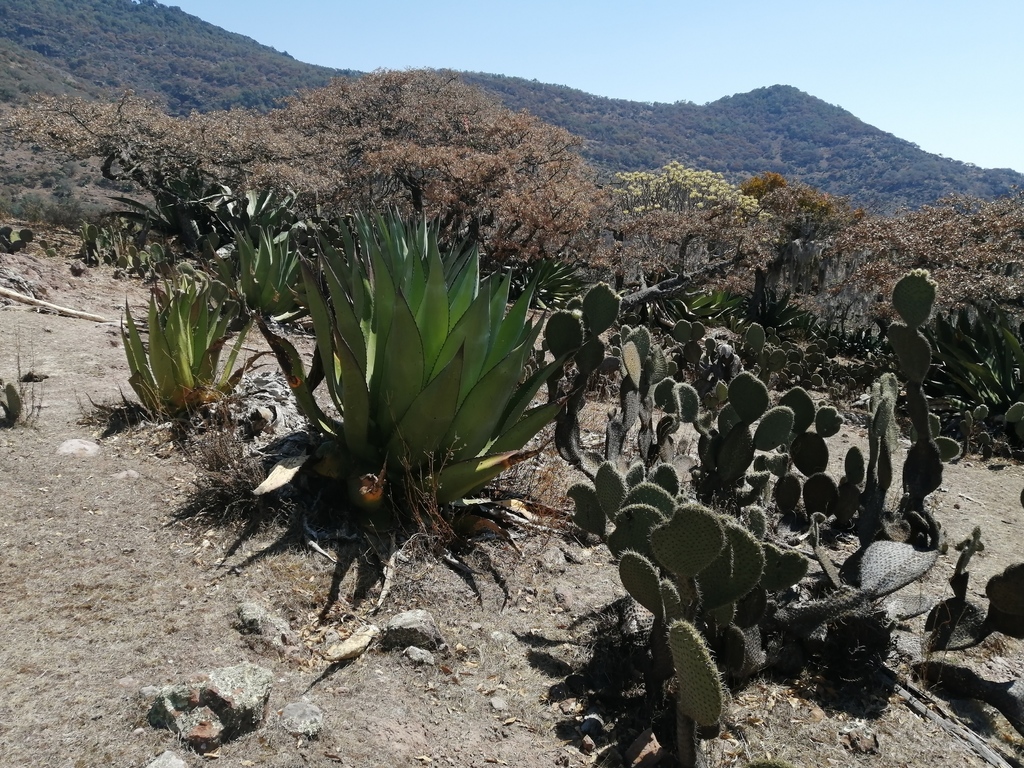 Agave scaposa from San Francisco Teopan, Oax., México on March 23, 2021 ...