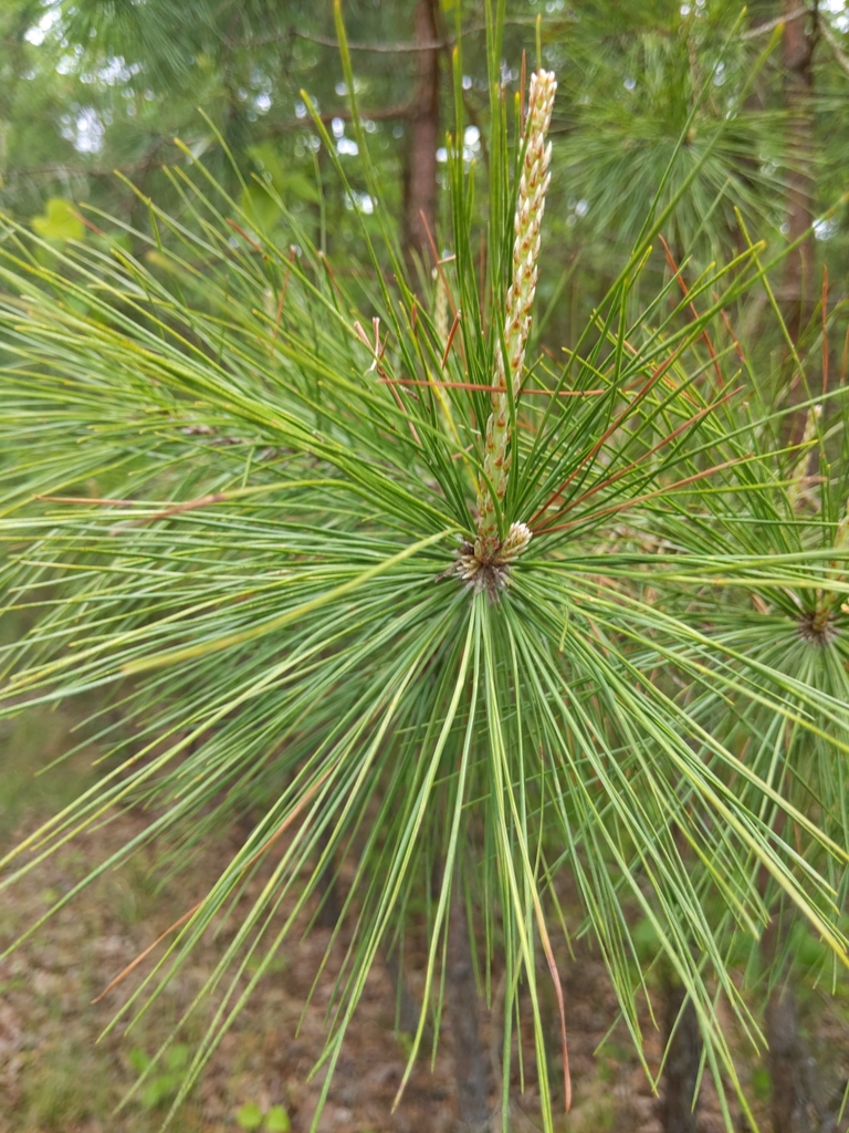 eastern white pine from Benton on April 28, 2021 at 12:29 PM by ...