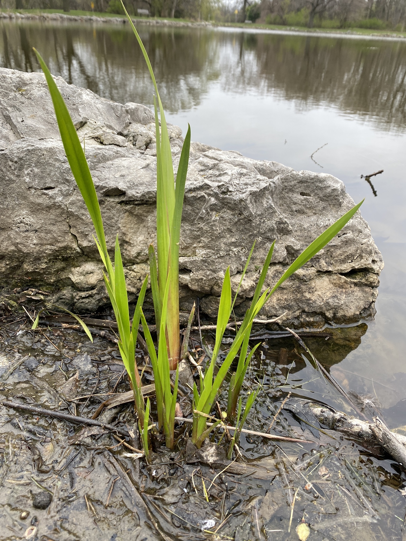 Acorus americanus (Raf.) Raf.