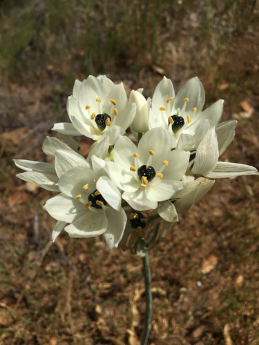 Chincherinchee (Cape Bulbs 3) · iNaturalist