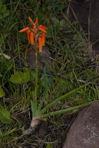 Voss's Grass Aloe (Aloe vossii) · iNaturalist