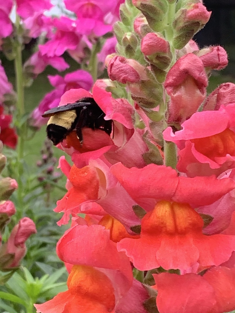 American Bumble Bee from Rock Springs Dr, Waxahachie, TX, US on April ...