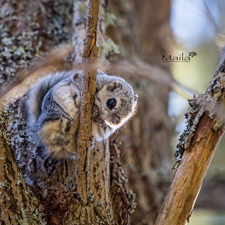 Palearctic Flying Squirrels (Pteromys) - Know Your Mammals