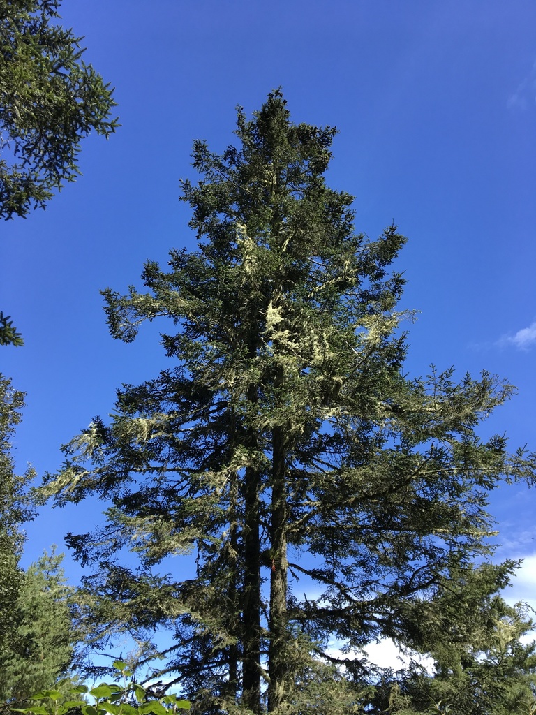 Oyamel de Juárez (Guía de la Flora del Parque Nacional Cofre de Perote ...