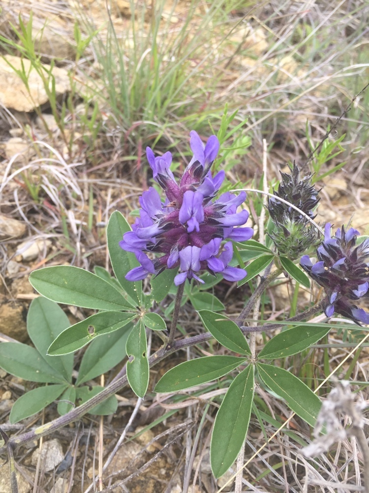 largebract Indian breadroot (Pediomelum cuspidatum) - Botanical Realm