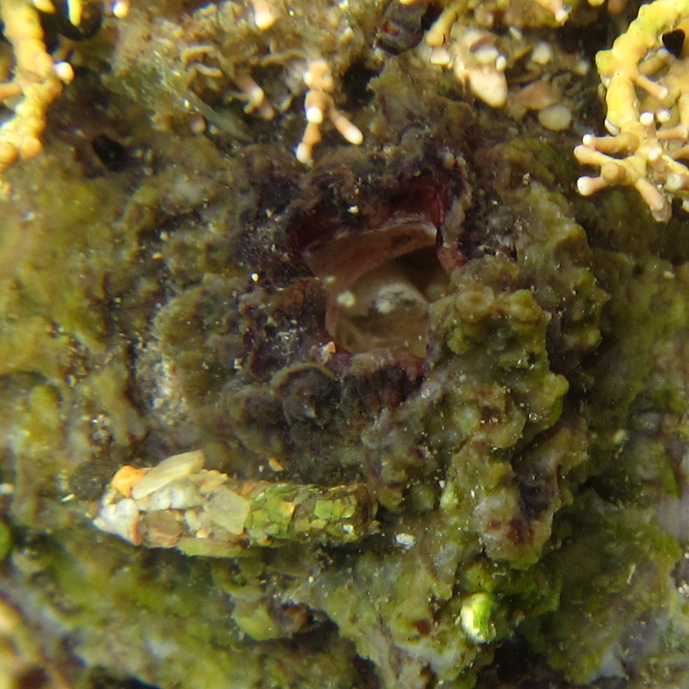 Microcosmus australis from Otaipango, Henderson Bay, Northland, New ...