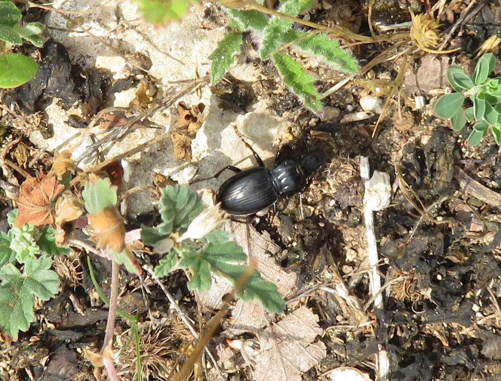 Ground Beetles from Georgetown, TX, USA on April 28, 2021 at 10:24 AM ...