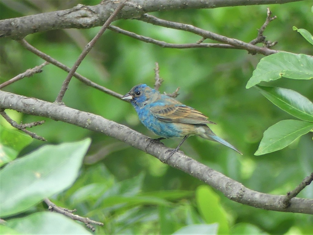 Indigo Bunting from Richardson, TX, USA on April 28, 2021 at 12:40 PM ...