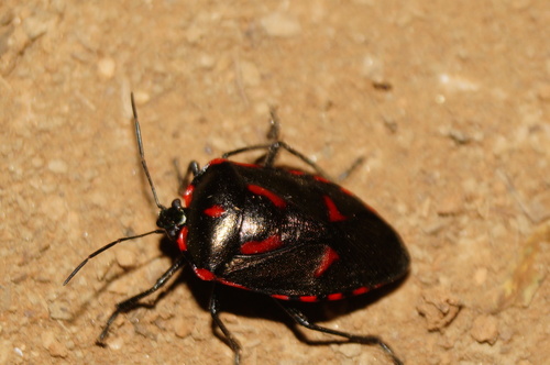 Rhyssocephala rufonotata · iNaturalist Mexico
