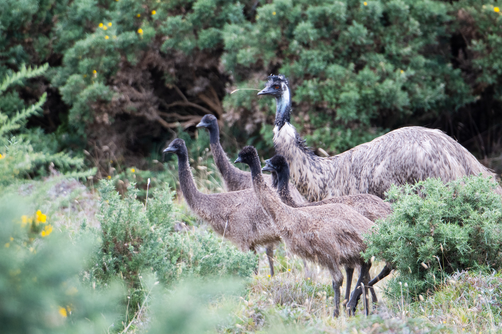 Emu from Chatham Islands, Rekohu (Chatham Island), Te Matarae on ...