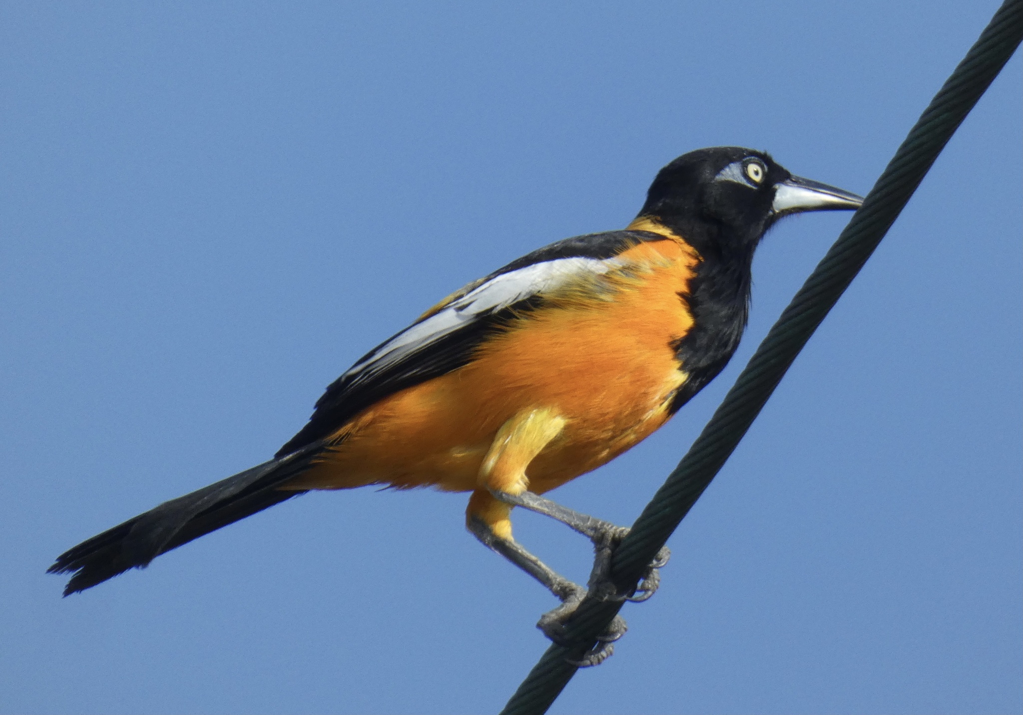 Venezuela National Bird The Venezuelan Troupial Is The National Bird