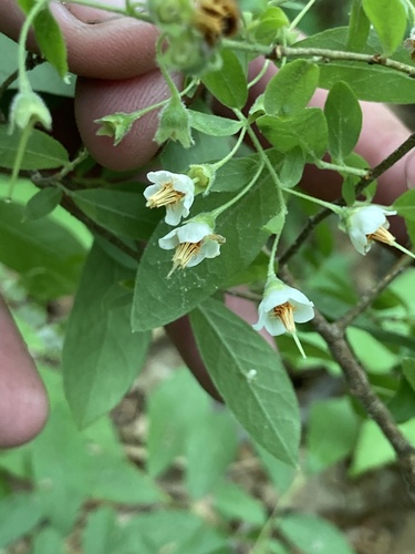 southern deerberry (Variety Vaccinium stamineum sericeum) · iNaturalist