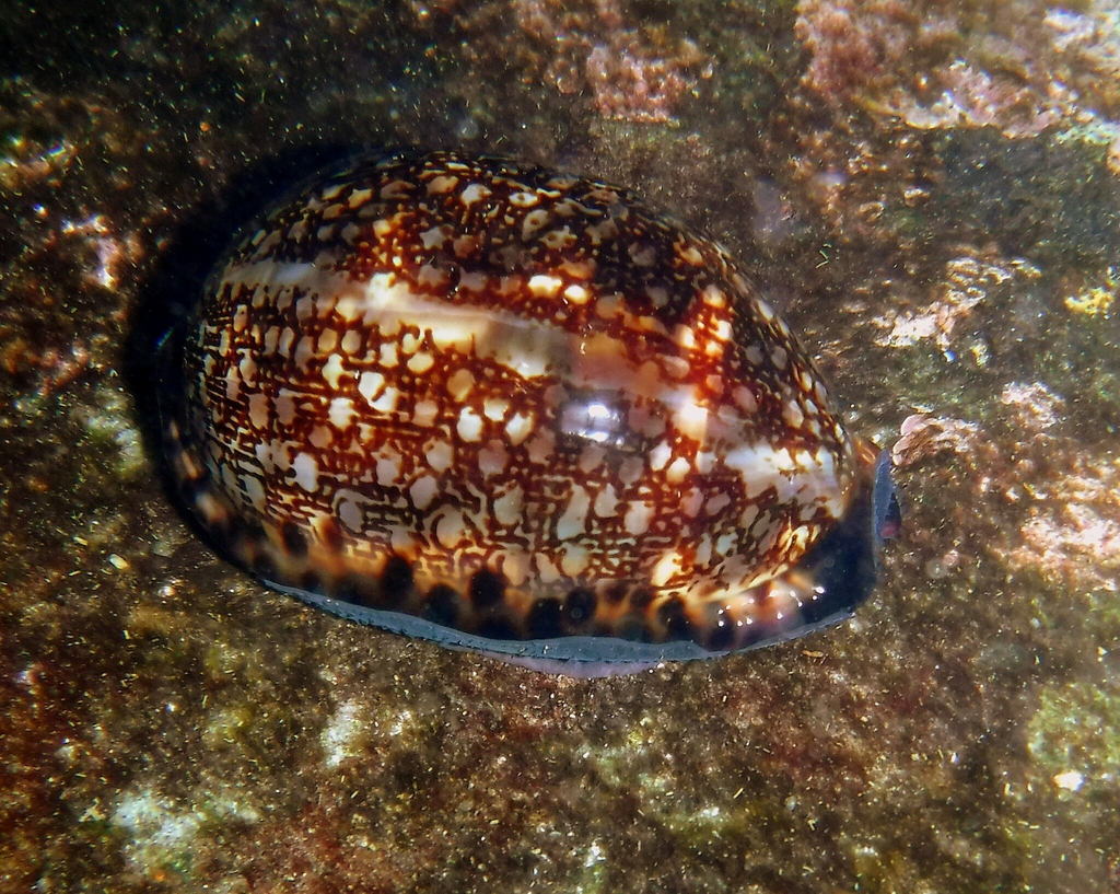 Arabian Cowry from Chaka's Rock Tidal Pool on April 25, 2020 by ...