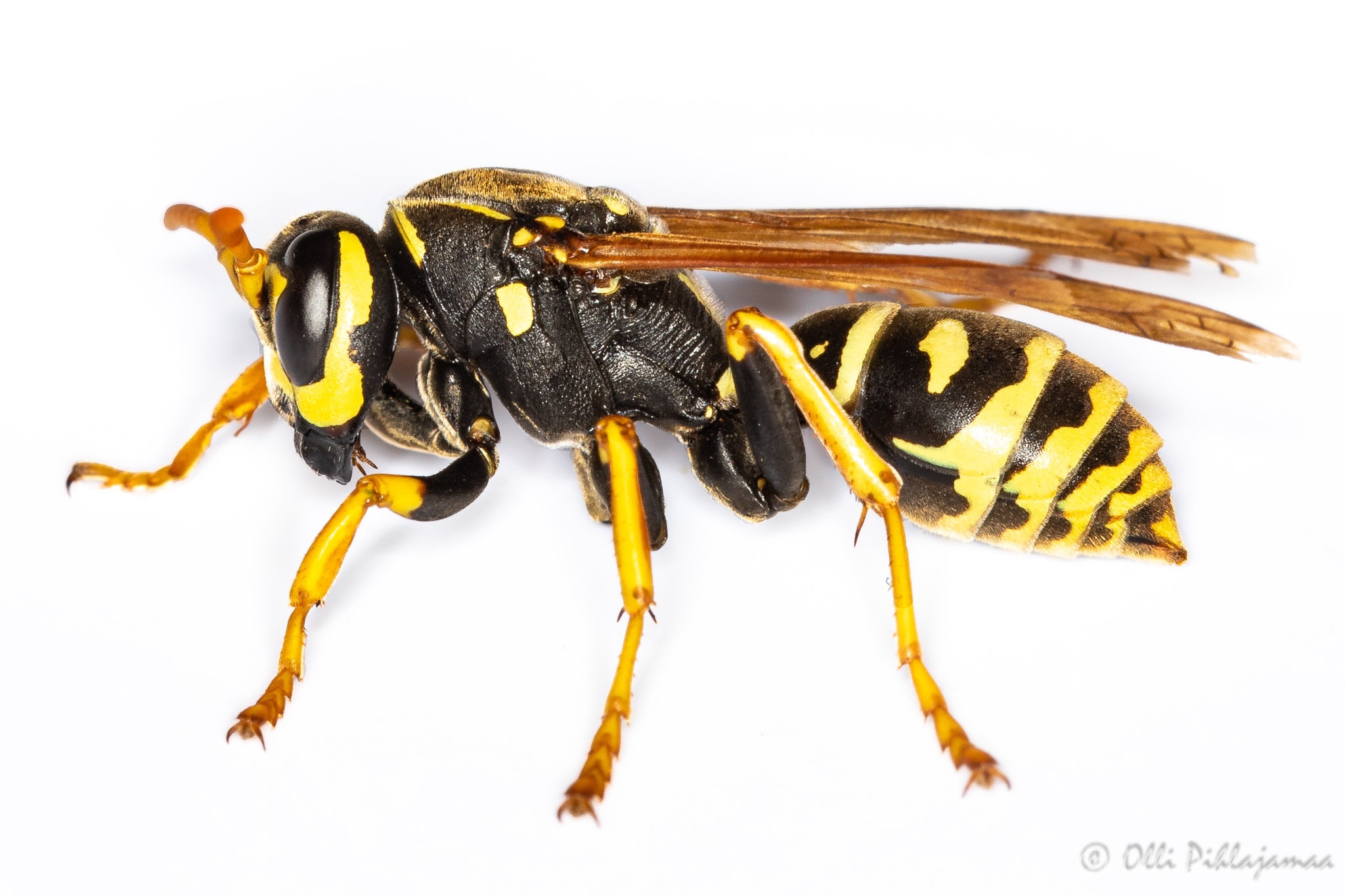 Polistes semenowi (Morawitz, 1889)