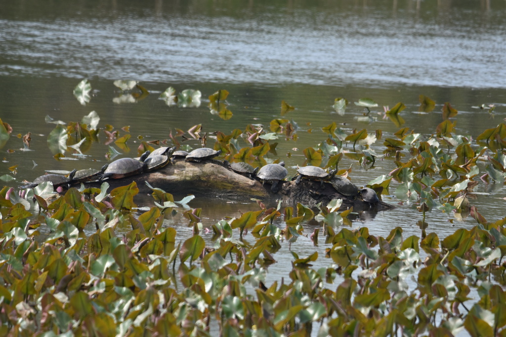 Northern Red-bellied Cooter from Occoquan Bay National Wildlife Refuge ...