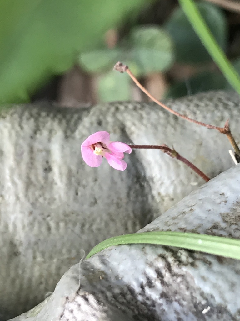 Pullenia gunnii from North Harbour, Sydney, NSW, AU on April 29, 2021 ...