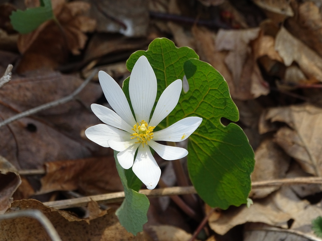 bloodroot from Brighton, ON, Canada on April 27, 2021 at 04:35 PM by ...