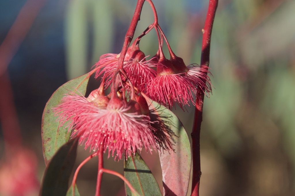 Red Ironbark from University of California, Santa Barbara, Goleta, CA ...
