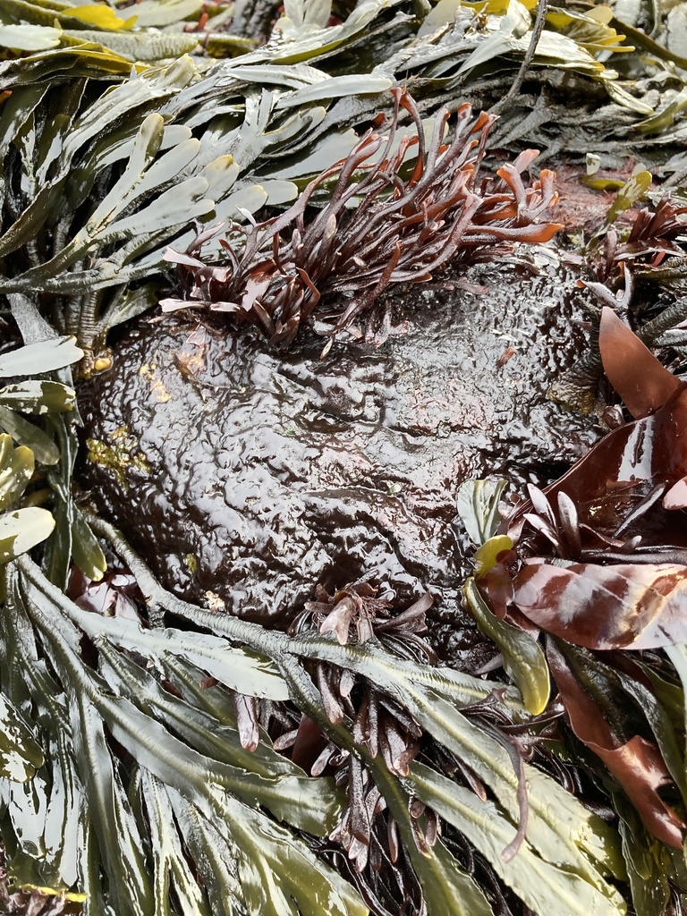 false Irish moss (Mastocarpus stellatus) - Botanical Realm