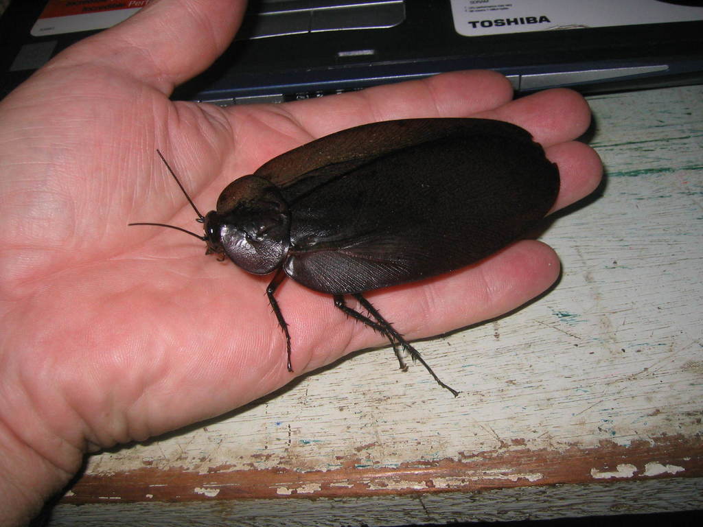 Giant Cockroach Pictures
