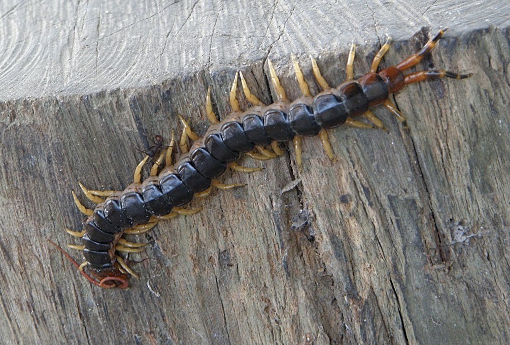Scolopendra angulata from Guanare, Portuguesa, Venezuela on January 28 ...