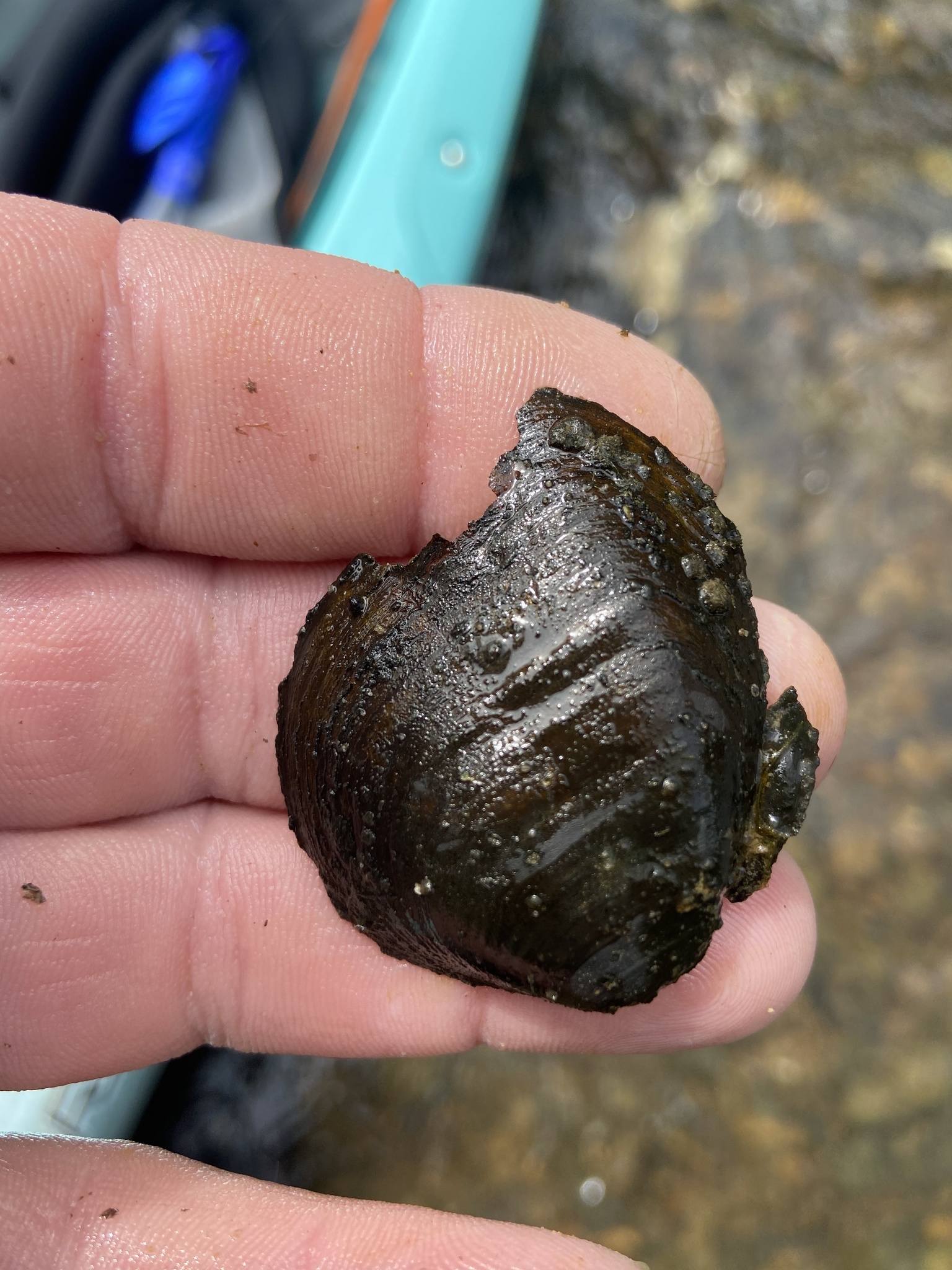 Fusconaia cor (Conrad, 1834)