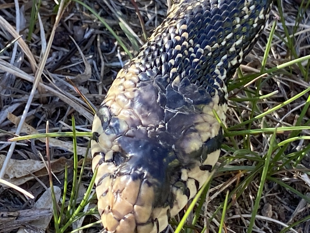 Bullsnake in April 2021 by Brett Ortler · iNaturalist