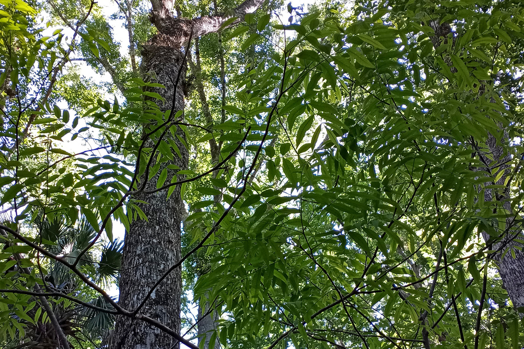 water hickory (Carya aquatica) - Botanical Realm