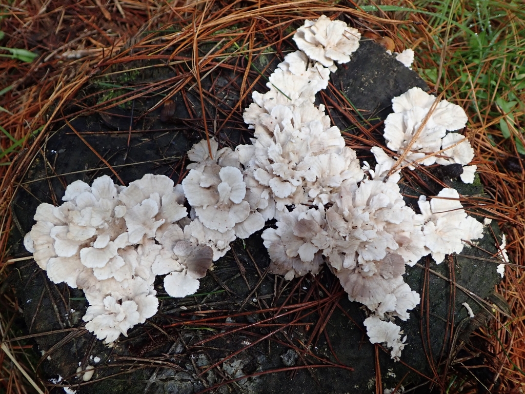 Agaricomycetes from Waitārere on November 30, 2020 by caitlin lavery ...