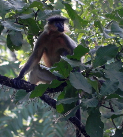 Capped Lutung in November 2014 by Rohan Chakravarty · iNaturalist