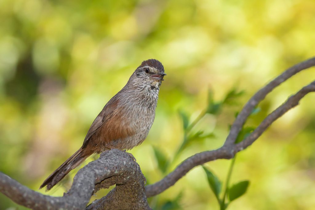 Canastero Chileno (Aves en Mostazal) · iNaturalist