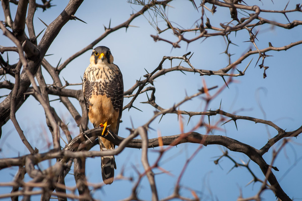 (Falco femoralis pichinchae) - Avian Discovery