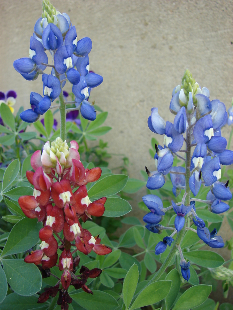 Texas bluebonnet (Lupinus texensis) - Botanical Realm
