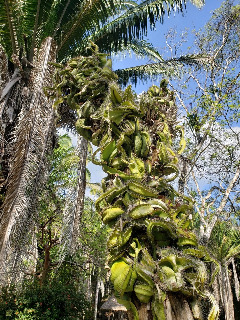 dog-tail cactus from Quintana Roo on April 28, 2021 at 03:59 PM by ...