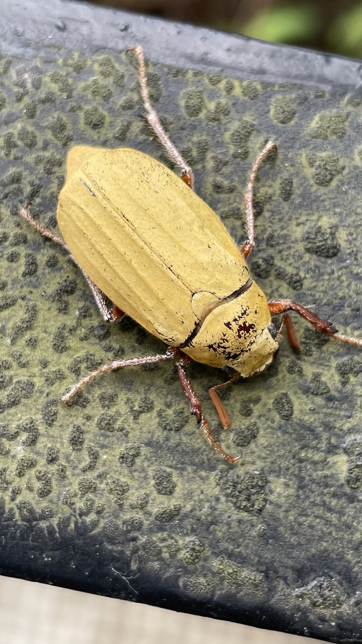 Cyphochilus apicalis Waterhouse, 1867