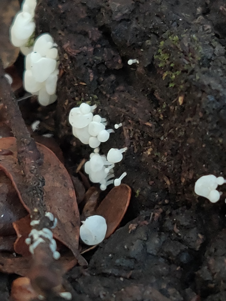 Physalacria pseudotropica from Carrington, New Zealand on April 29 ...